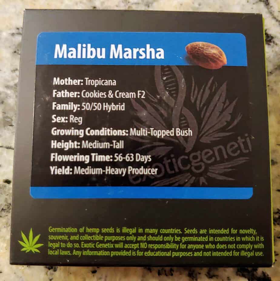 Exotic Genetix Malibu Marsha - Luscious Genetics