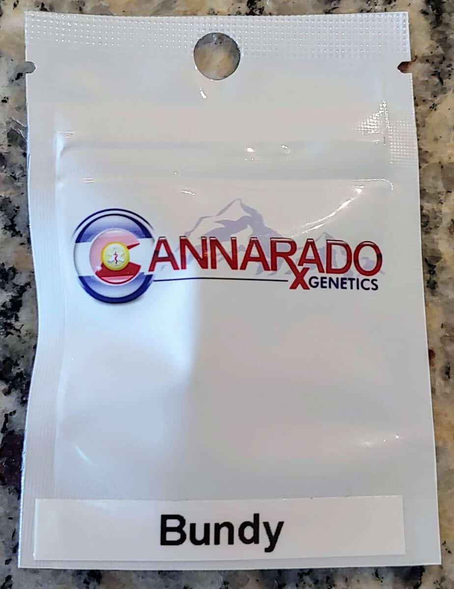 Cannarado Genetics Bundy - Luscious Genetics