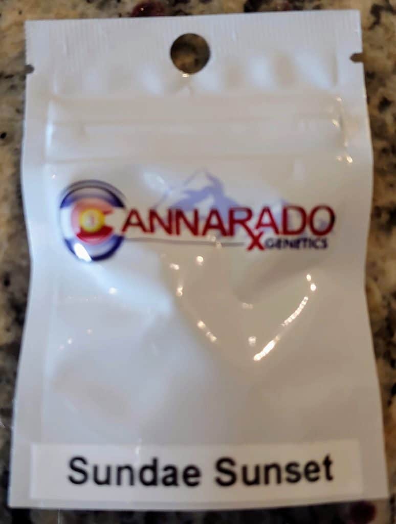 Cannarado Genetics Sundae Sunset - Luscious Genetics