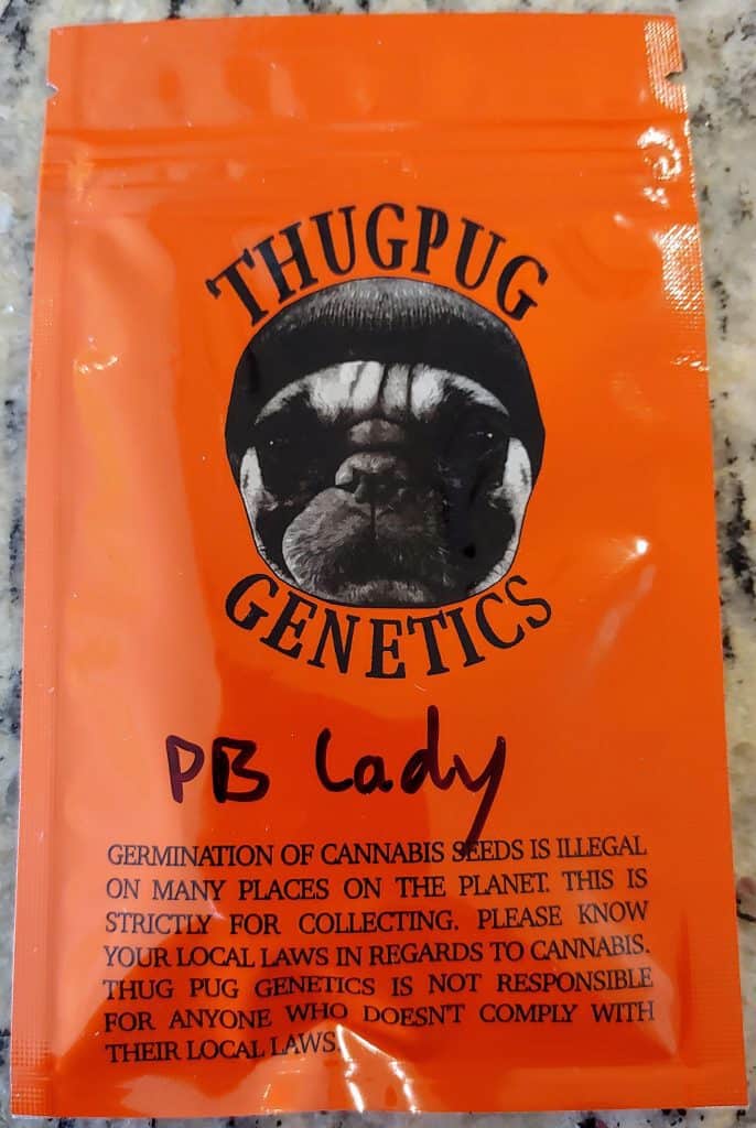 Thug Pug Genetics PB Lady - Luscious Genetics