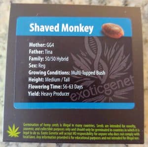 Exotic Genetix Shaved Monkey - Luscious Genetics