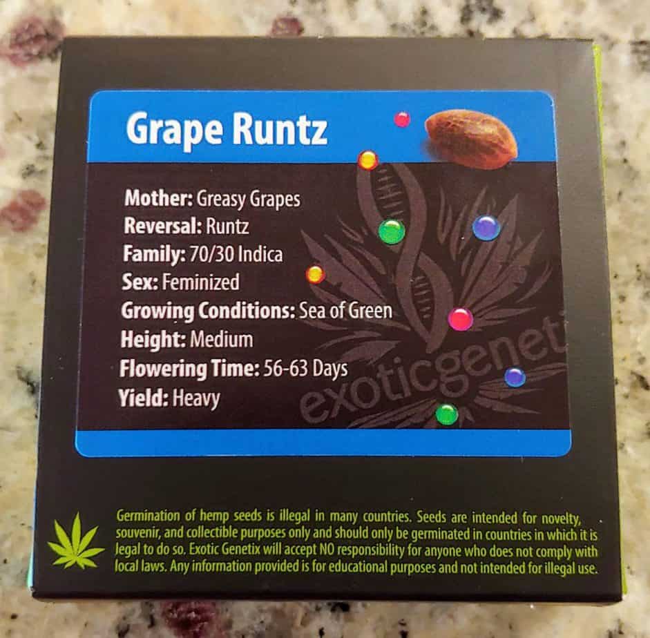 Exotic Genetix Grape Runtz (Fem) - Luscious Genetics