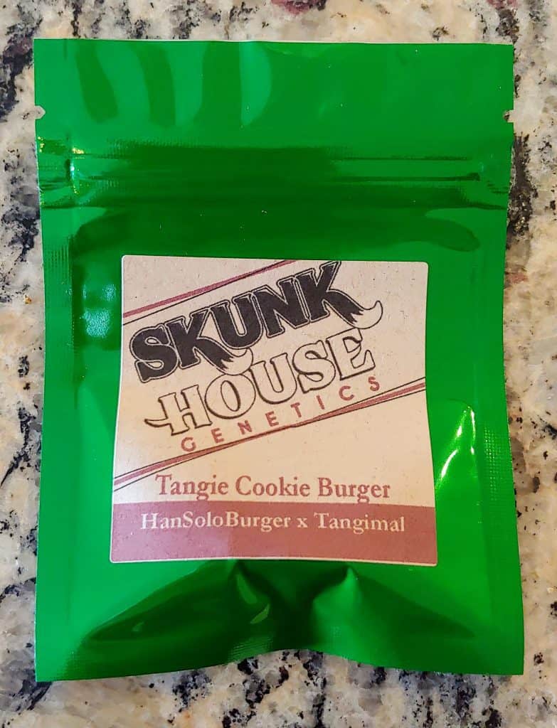 Skunk House Genetics Tangie Cookie Burger - Luscious Genetics