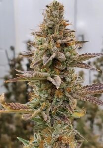Bean Drop Genetics Top Hat - Luscious Genetics