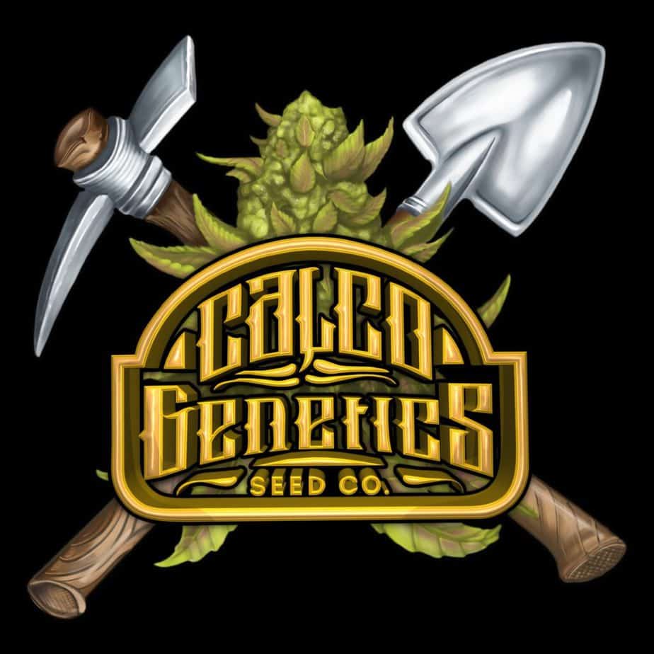 Calco Genetics Zkittlez x Blueberry Syrup - Luscious Genetics