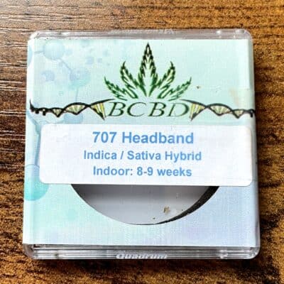 Regular - Luscious Genetics