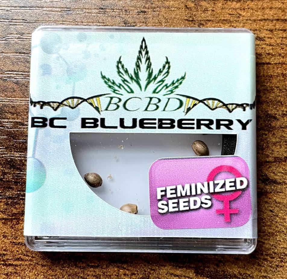 BC Bud Depot BC Blueberry F Luscious Genetics bc-bud-depot-bc-blueberry-f-luscious-genetics