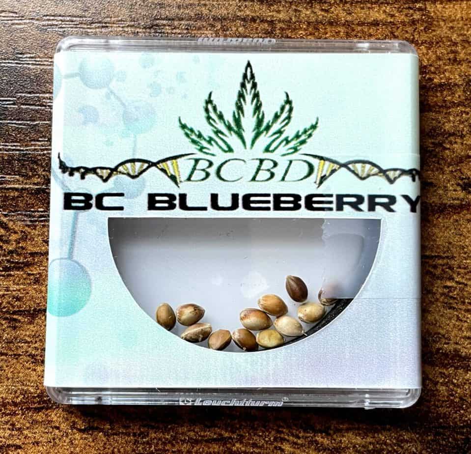 Shop - Luscious Genetics