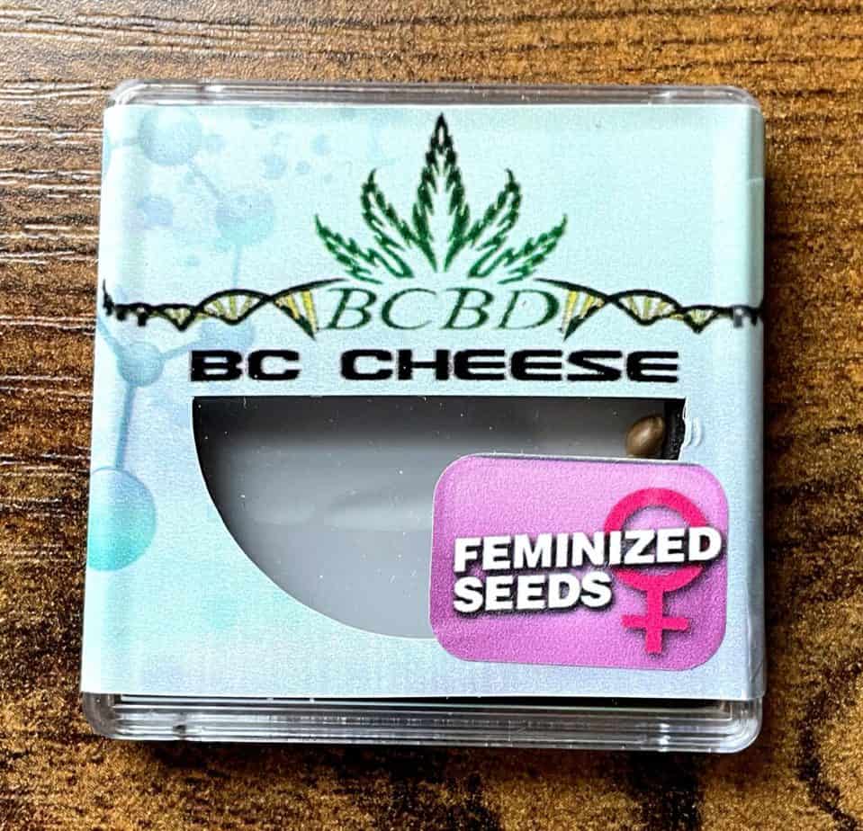 Solfire Gardens - Luscious Genetics