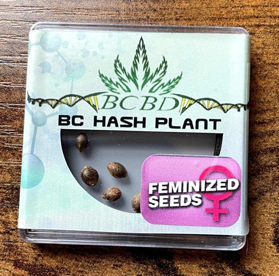 BC Bud Depot BC Hash Plant(F) - Luscious Genetics