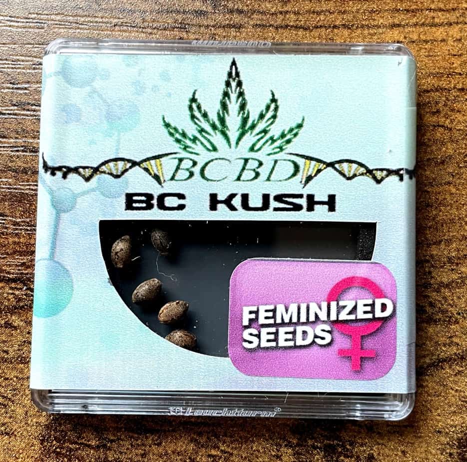 BC Bud Depot BC Kush(F) - Luscious Genetics