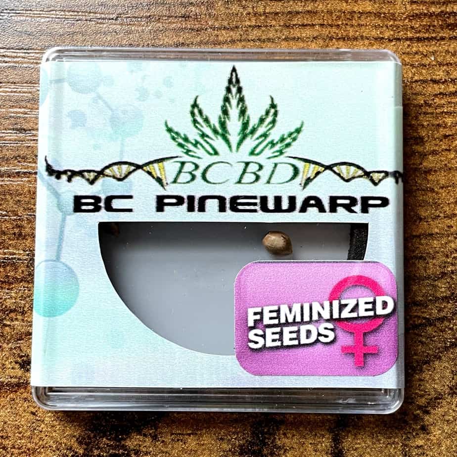 BC Bud Depot BC Pinewarp(F) - Luscious Genetics