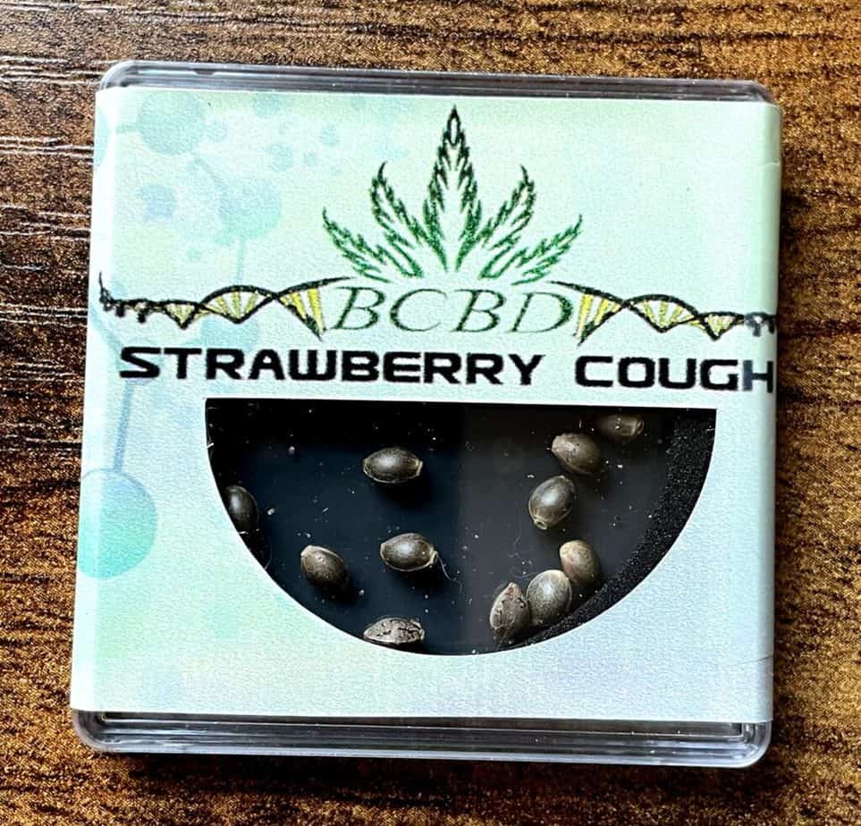 BC Bud Depot Strawberry Cough - Luscious Genetics