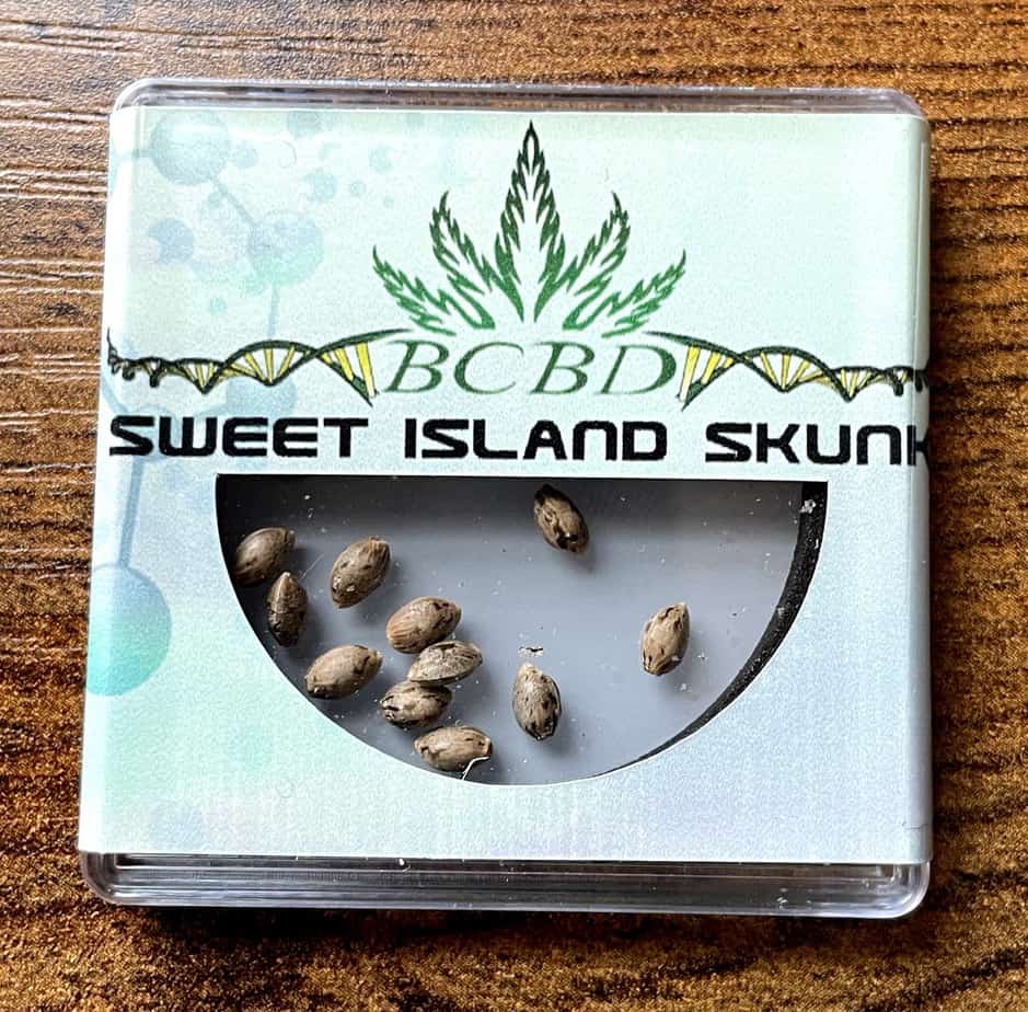 BC Bud Depot Sweet Island Skunk - Luscious Genetics