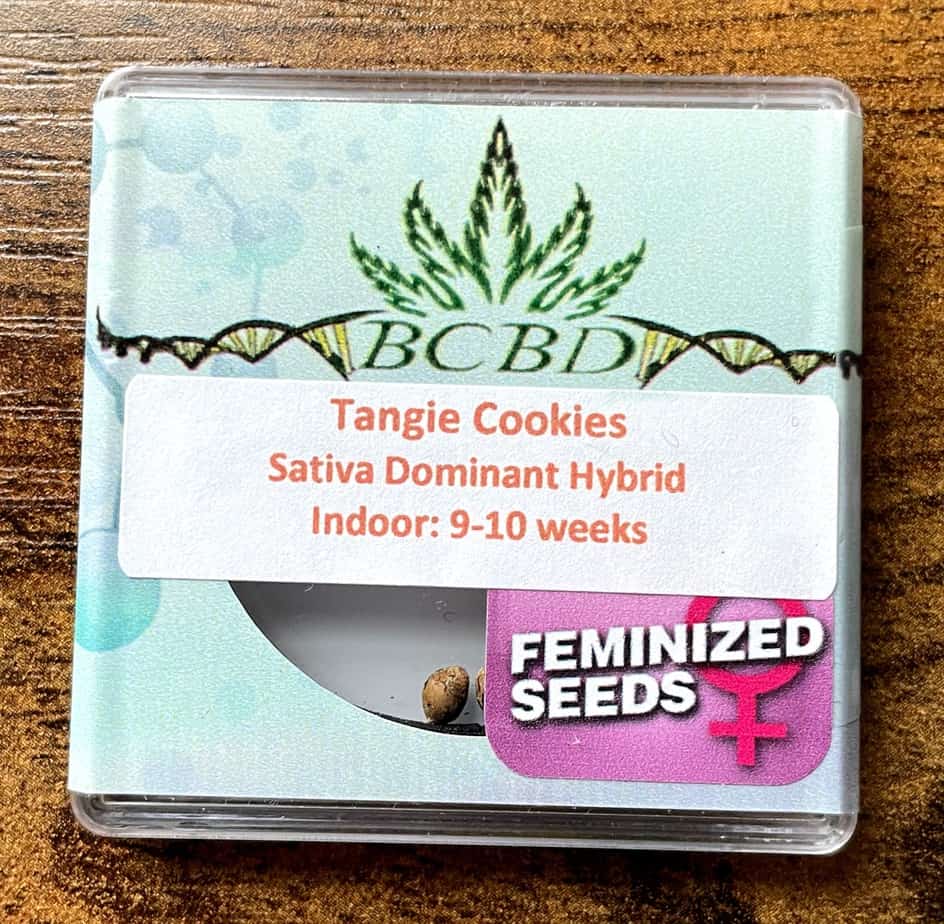 BC Bud Depot Tangie Cookies(F) - Luscious Genetics