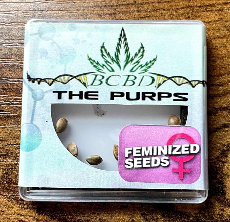 BC Bud Depot The Purps(F) - Luscious Genetics