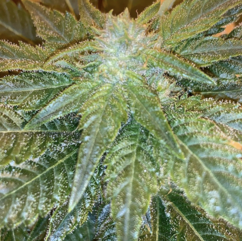 Phantom Fire Genetics Maui Dough - Luscious Genetics