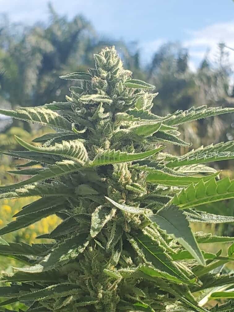 Hawaiian Budline Pele Smoke - Luscious Genetics