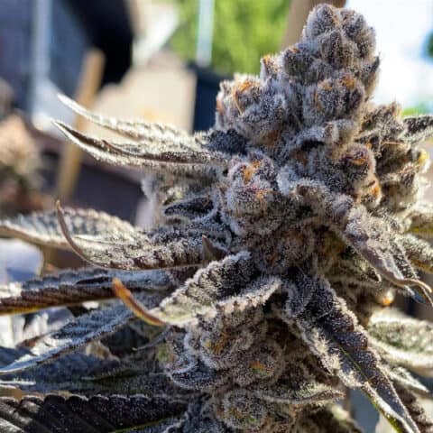 Solfire Gardens Bahama Berry - Luscious Genetics