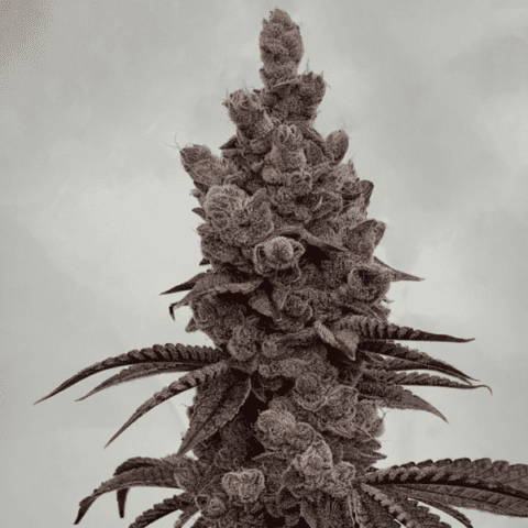 Solfire Gardens Bahama Bussdown - Luscious Genetics