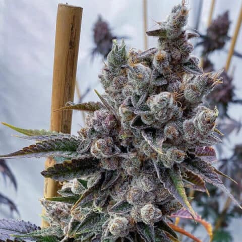 Solfire Gardens Creature Panic - Luscious Genetics