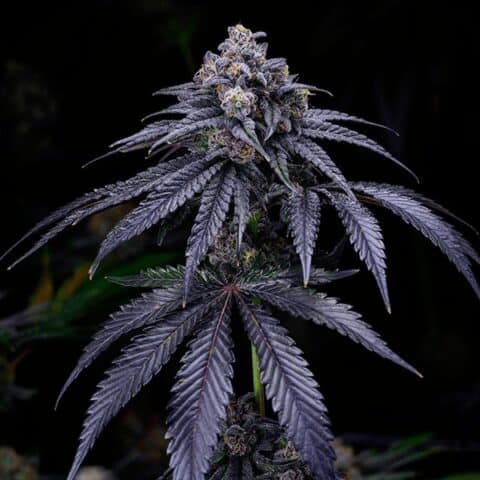 Solfire Gardens Gelly Biscuit - Luscious Genetics