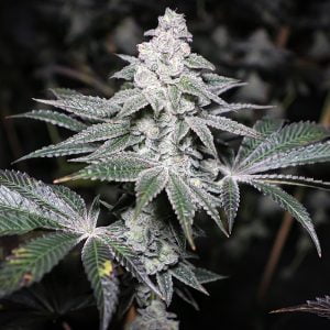 Solfire Gardens - Luscious Genetics