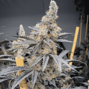 Solfire Gardens - Luscious Genetics