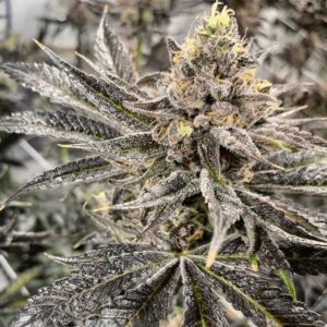 Solfire Gardens - Luscious Genetics