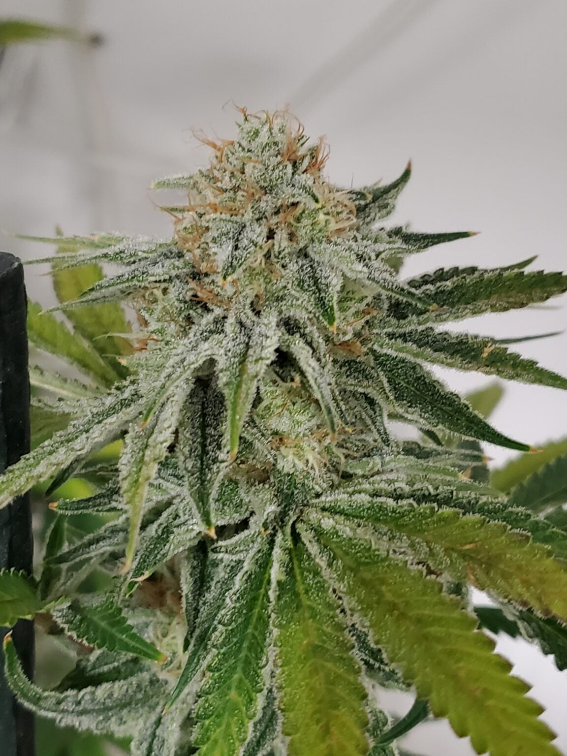 Bean Drop Genetics Nicky Barnes - Luscious Genetics