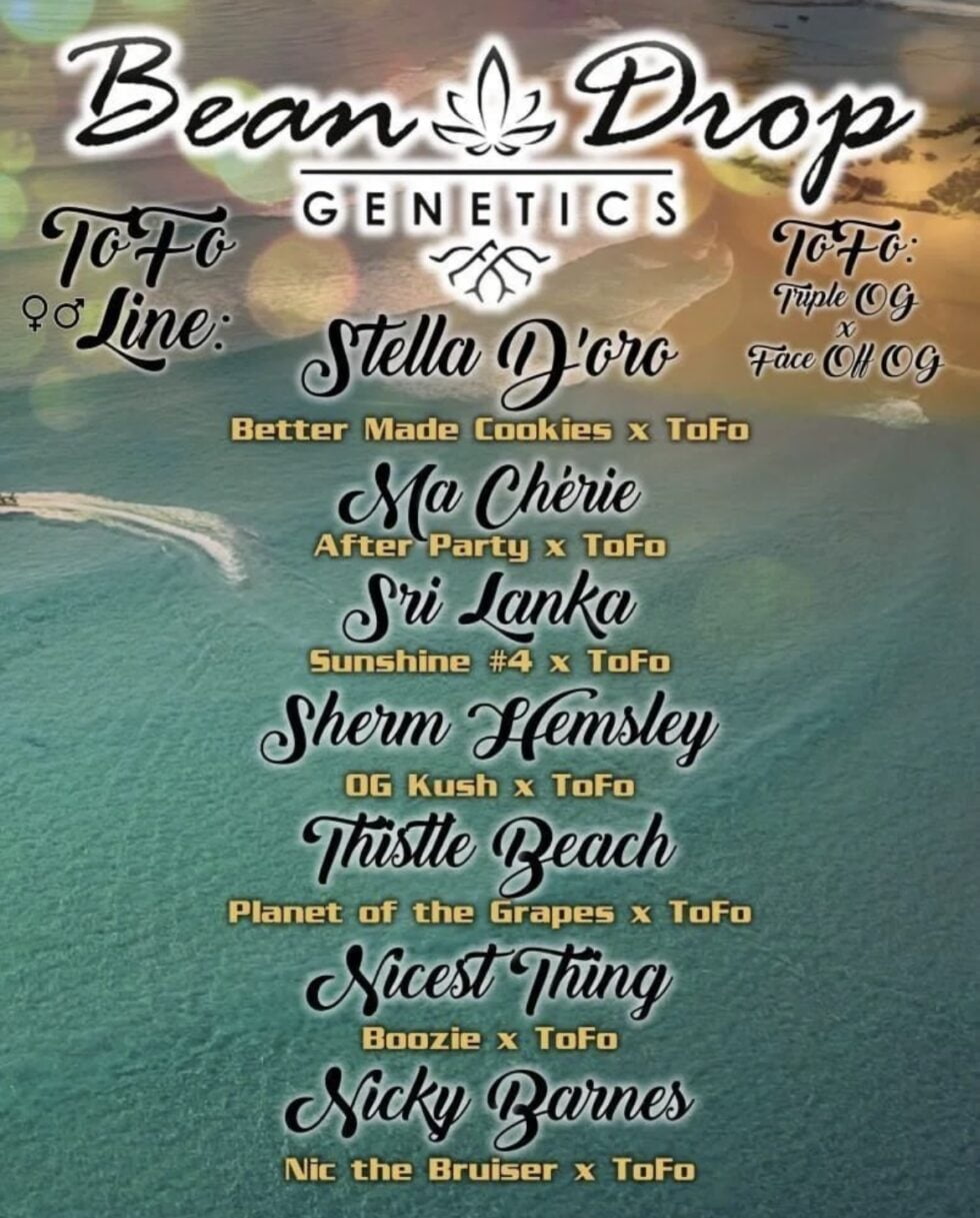 Bean Drop Genetics Nicest Thing - Luscious Genetics