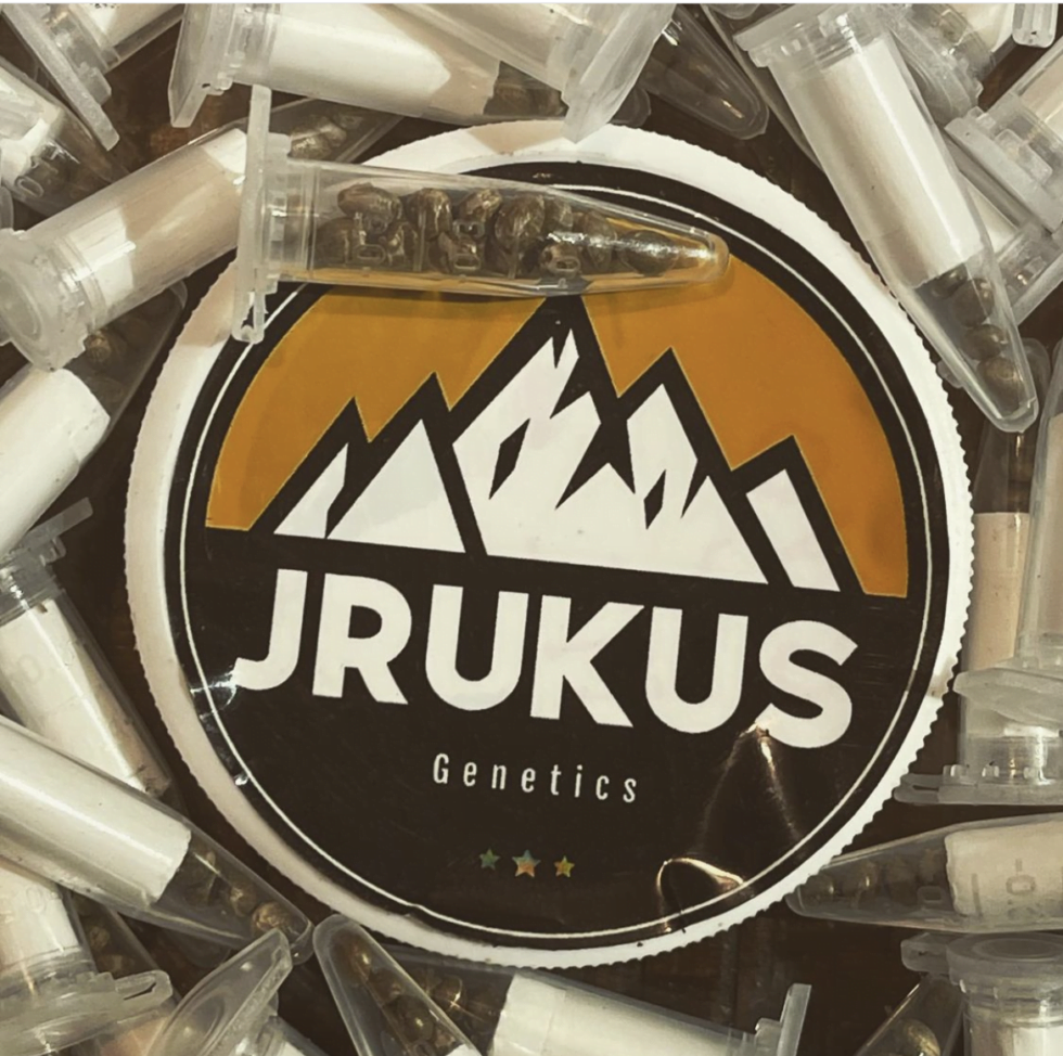 Relentless Genetics Chilled Cherries - Luscious Genetics