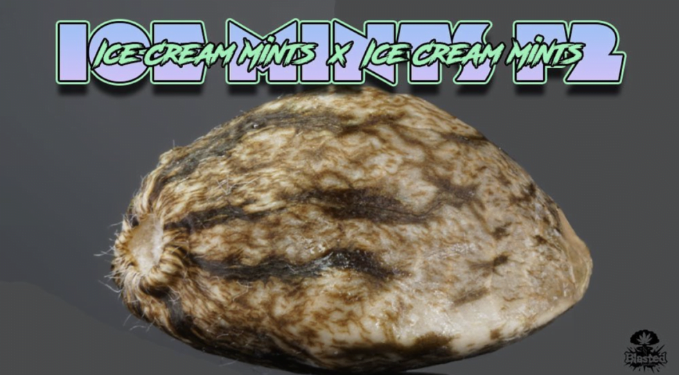 Ice Cream Mints F2 - Luscious Genetics