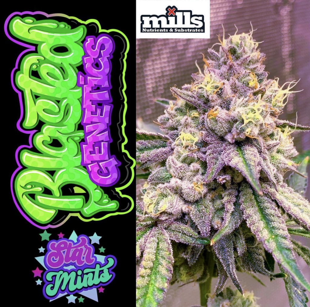 Star Mints - Luscious Genetics