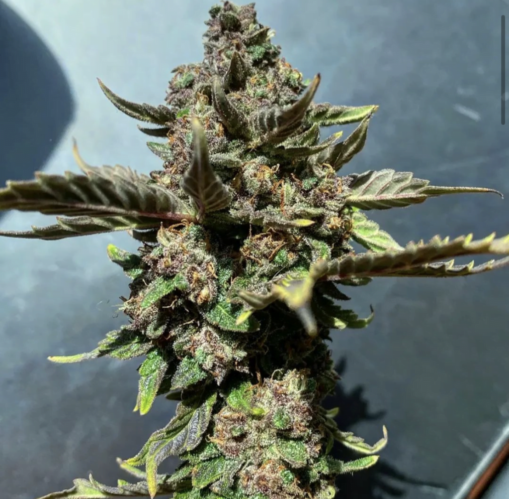 Double Cup - Luscious Genetics