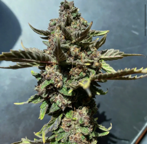 Captain Plant It - Luscious Genetics