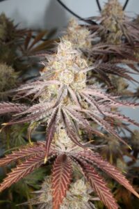 Mass Medical Strains - Luscious Genetics