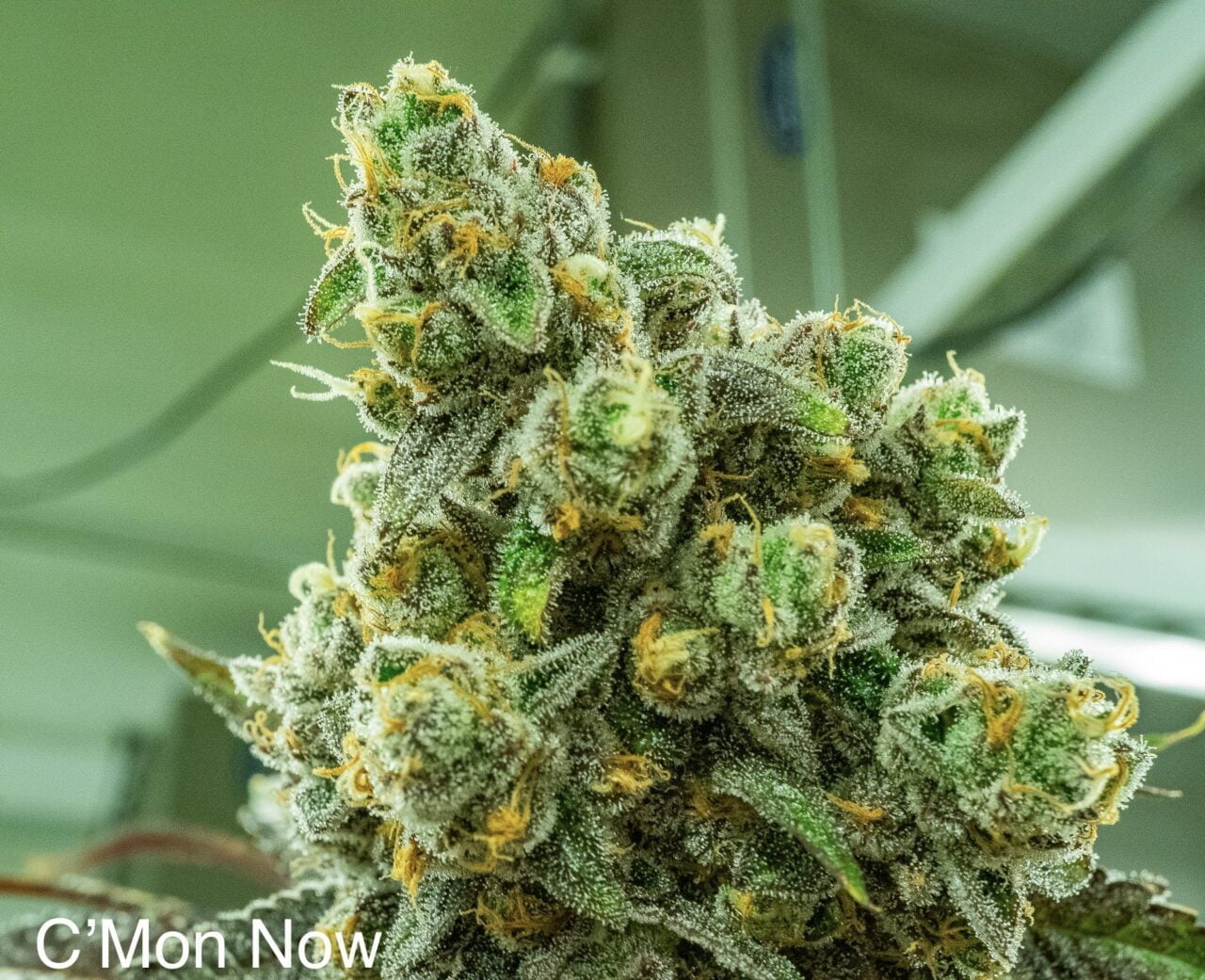 Nuthin But Gas Seed Co C'Mon Now - Luscious Genetics
