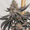 Solfire Gardens - Luscious Genetics