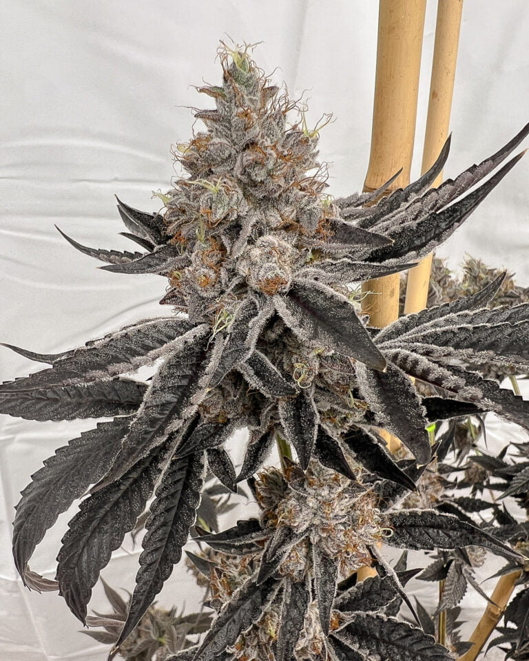 Solfire Gardens Block Monster - Luscious Genetics