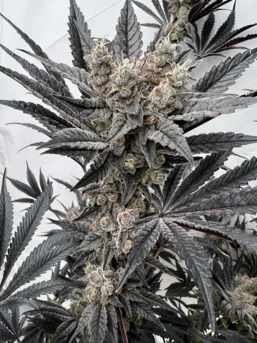 Solfire Gardens Mind Melter - Luscious Genetics