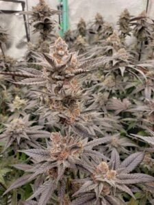 Solfire Gardens - Luscious Genetics