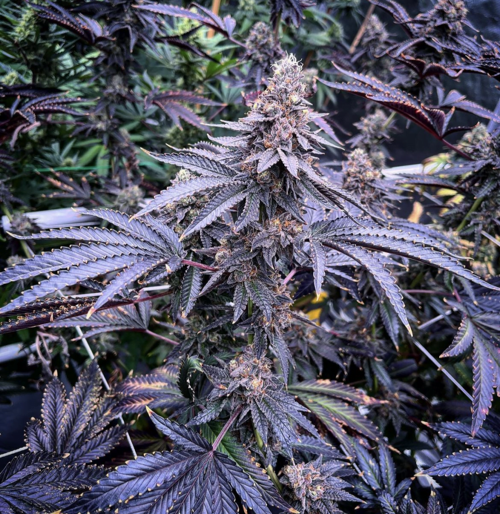Sin City Seeds - Luscious Genetics