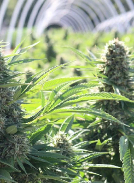 Critical Mass (F) - Luscious Genetics