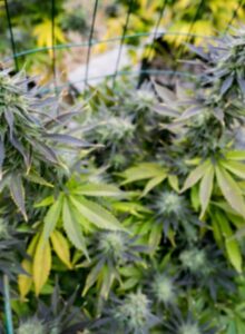 Tree1Four Genetics - Luscious Genetics