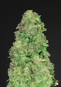 Fast Buds - Luscious Genetics