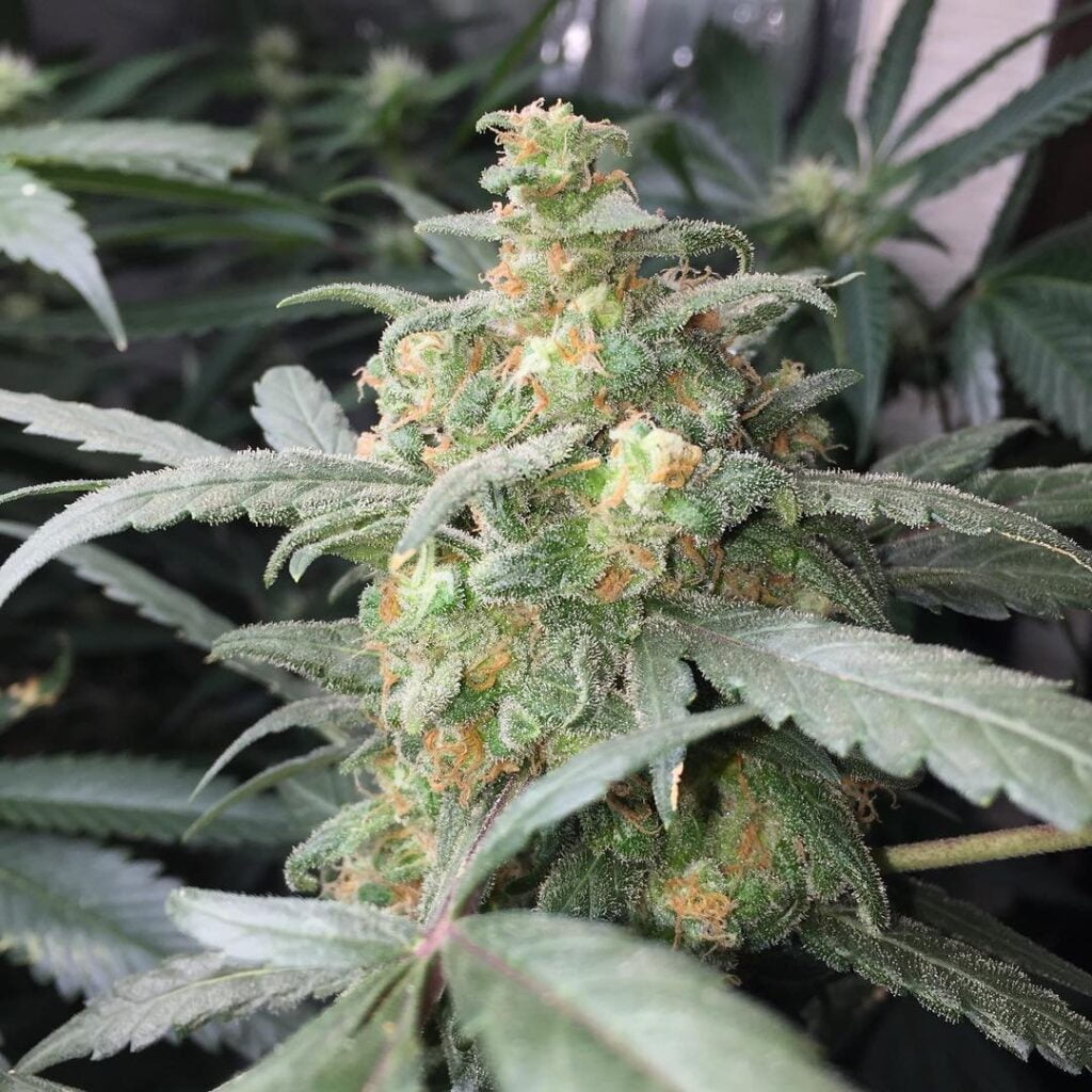 Fast Buds Green Crack Auto - Luscious Genetics