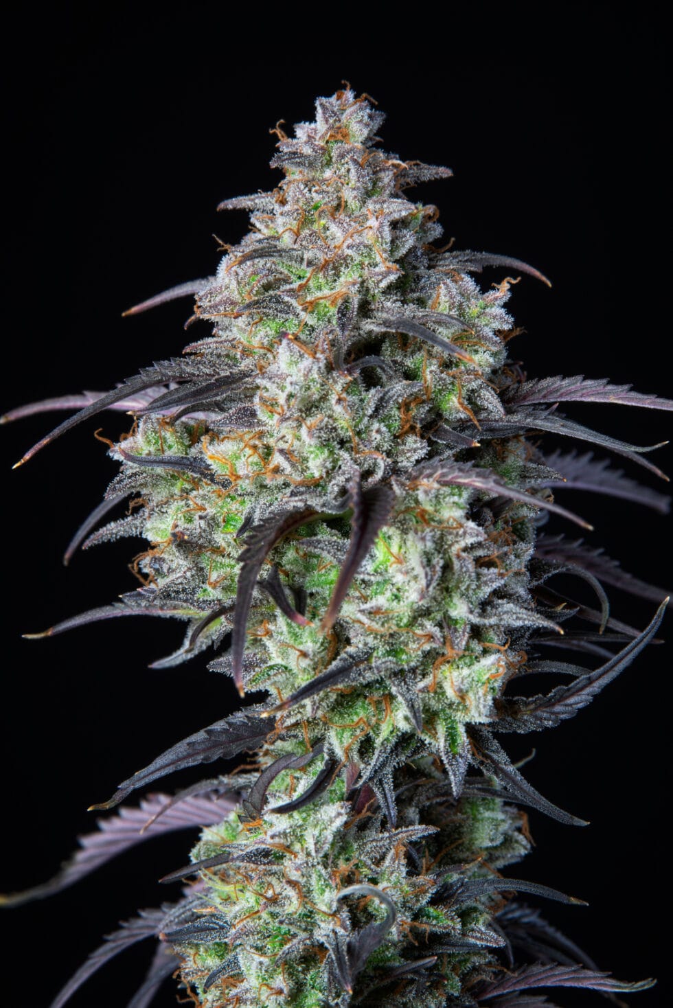 Fast Buds Mimosa Cake Auto - Luscious Genetics