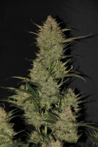 Fast Buds OG Kush Auto - Luscious Genetics