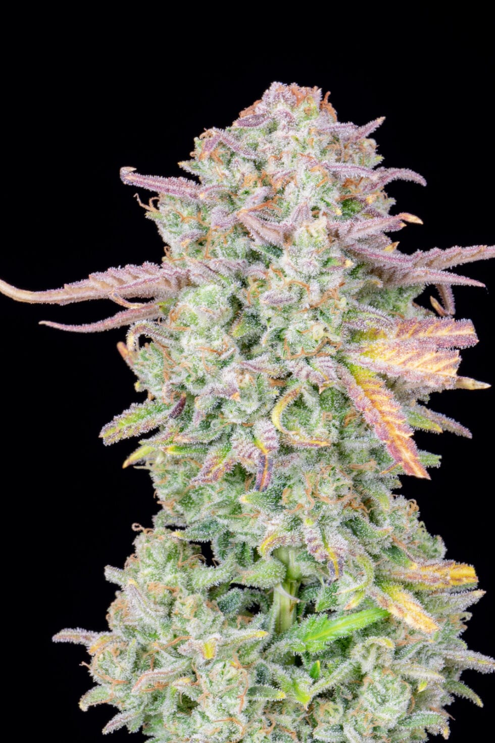 Fast Buds Trainwreck Auto - Luscious Genetics
